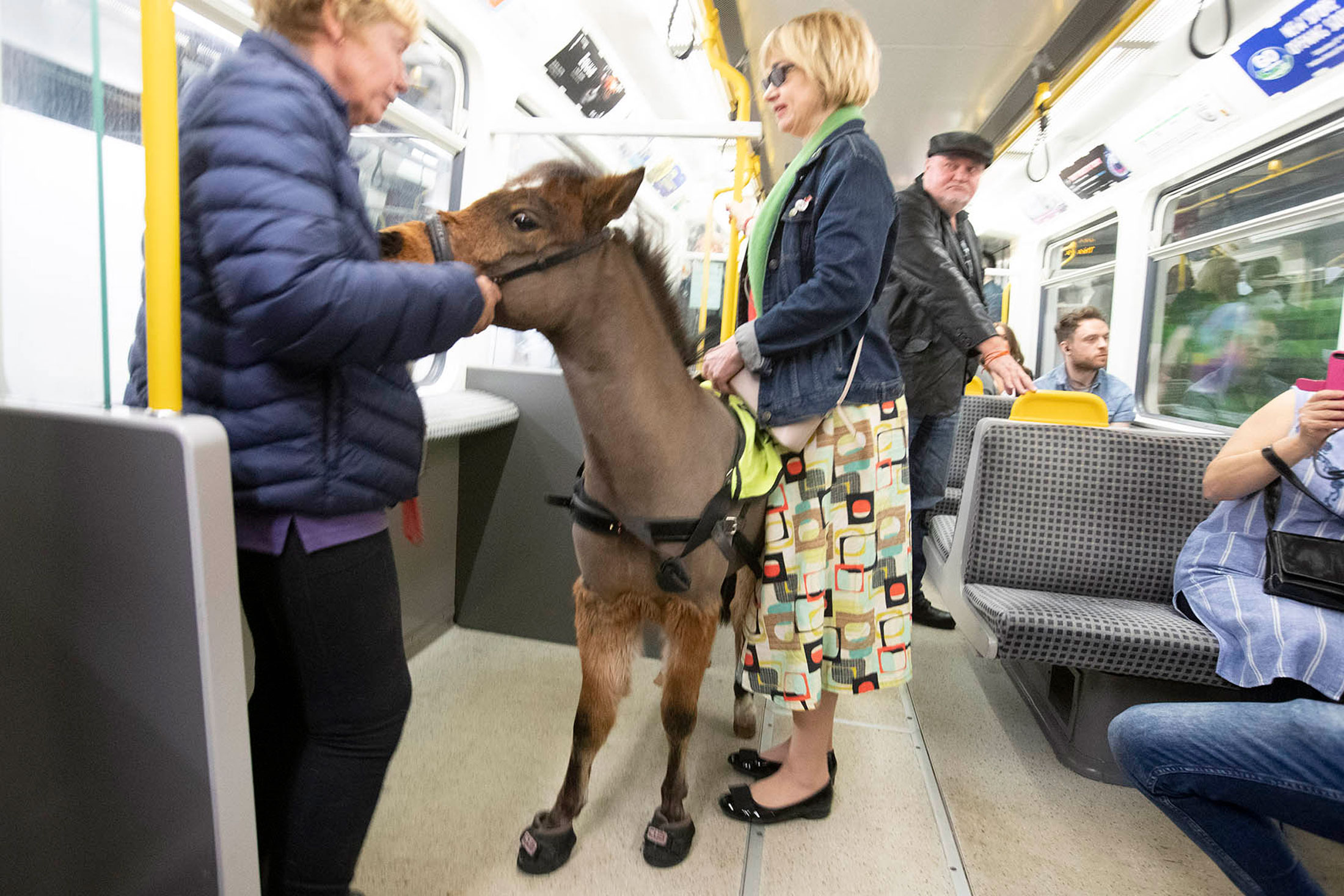 Digby, le premier poney-guide pour malvoyant ! - Equestrian News