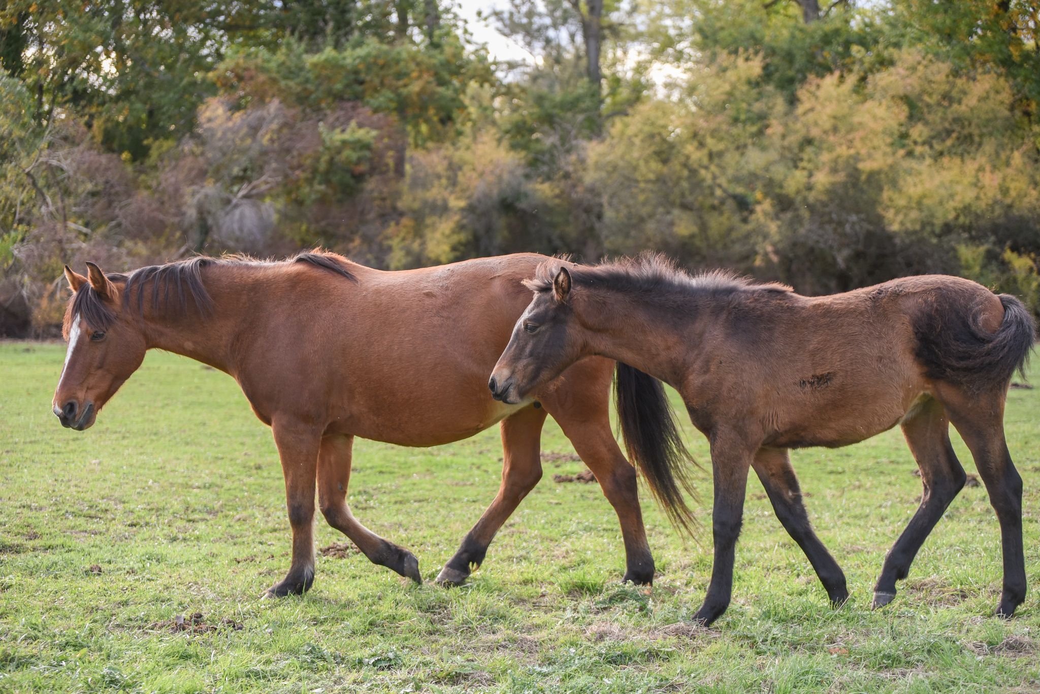 9 (très bonnes) raisons d'avoir un cheval bai - Equestrian News