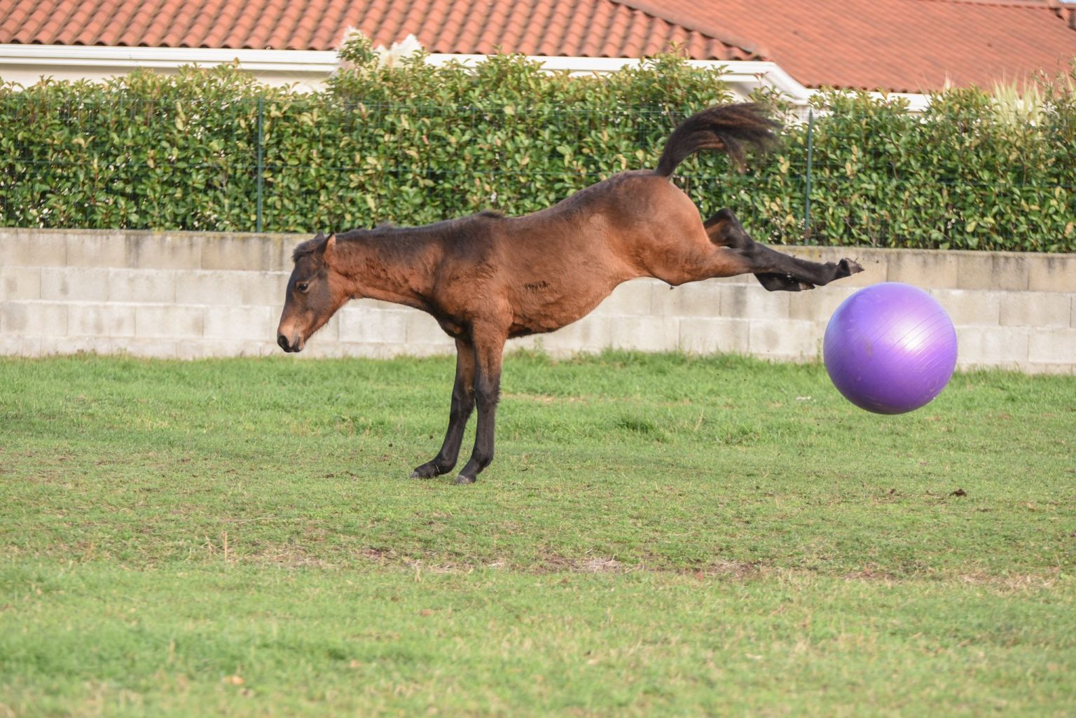 9 (très bonnes) raisons d'avoir un cheval bai - Equestrian News