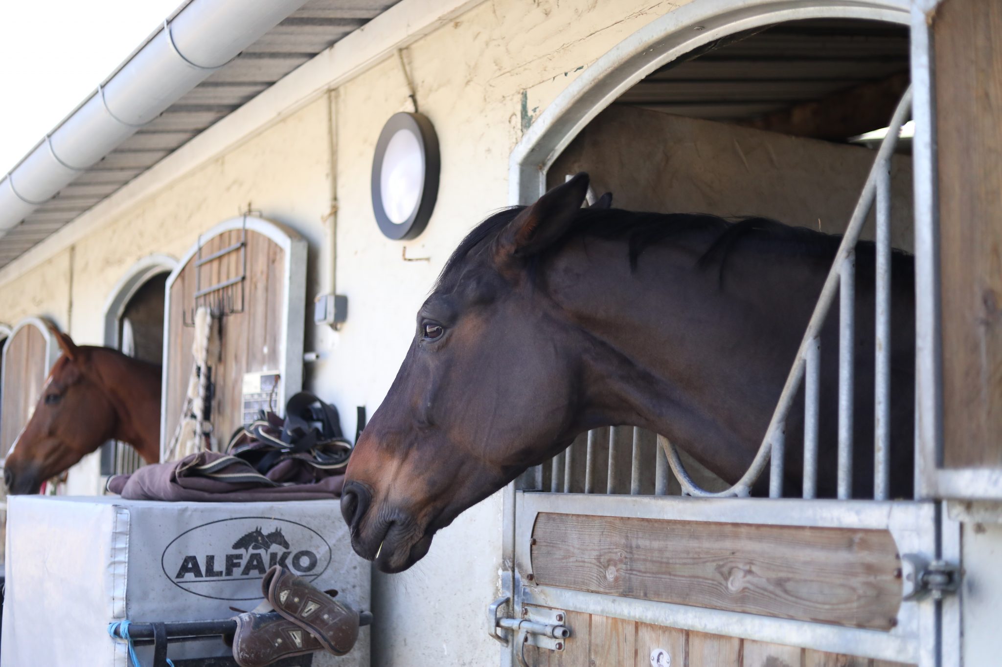 Les comportements du cheval au box nous en disent beaucoup...