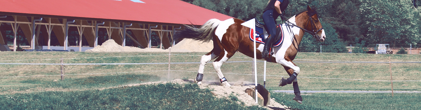 TREC : 10 choses que vous ne saviez pas - Equestrian News