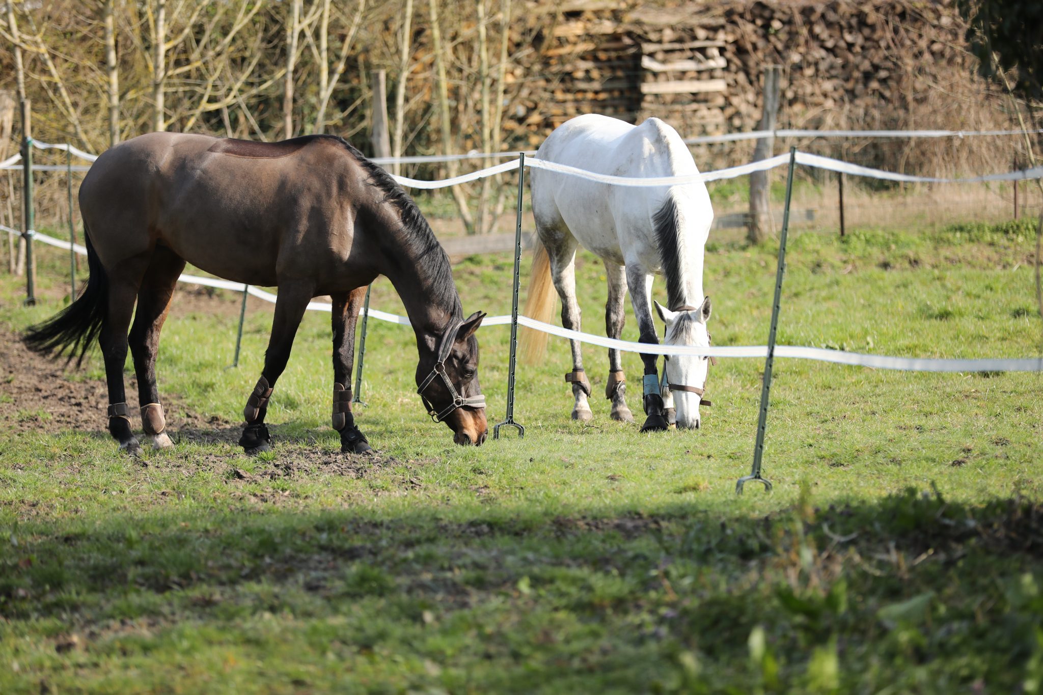 10 disquettes pour pécho un.e cavalier.e - Equestrian News
