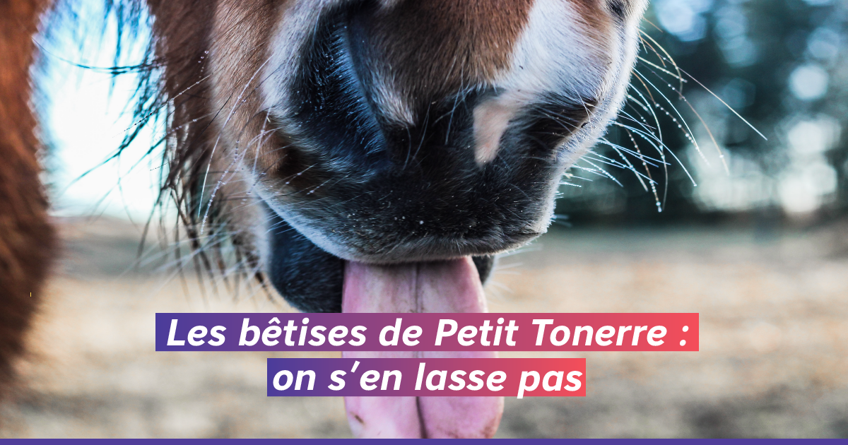 10 vidéos "cheval" qui vont vous faire mourir de rire - Equestrian News