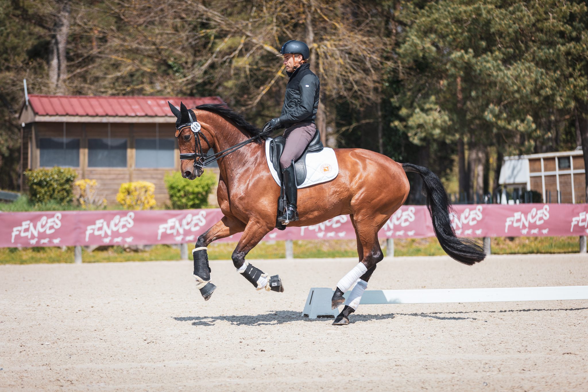 Jolène, la dulcinée d’Alexandre Ayache - Equestrian News